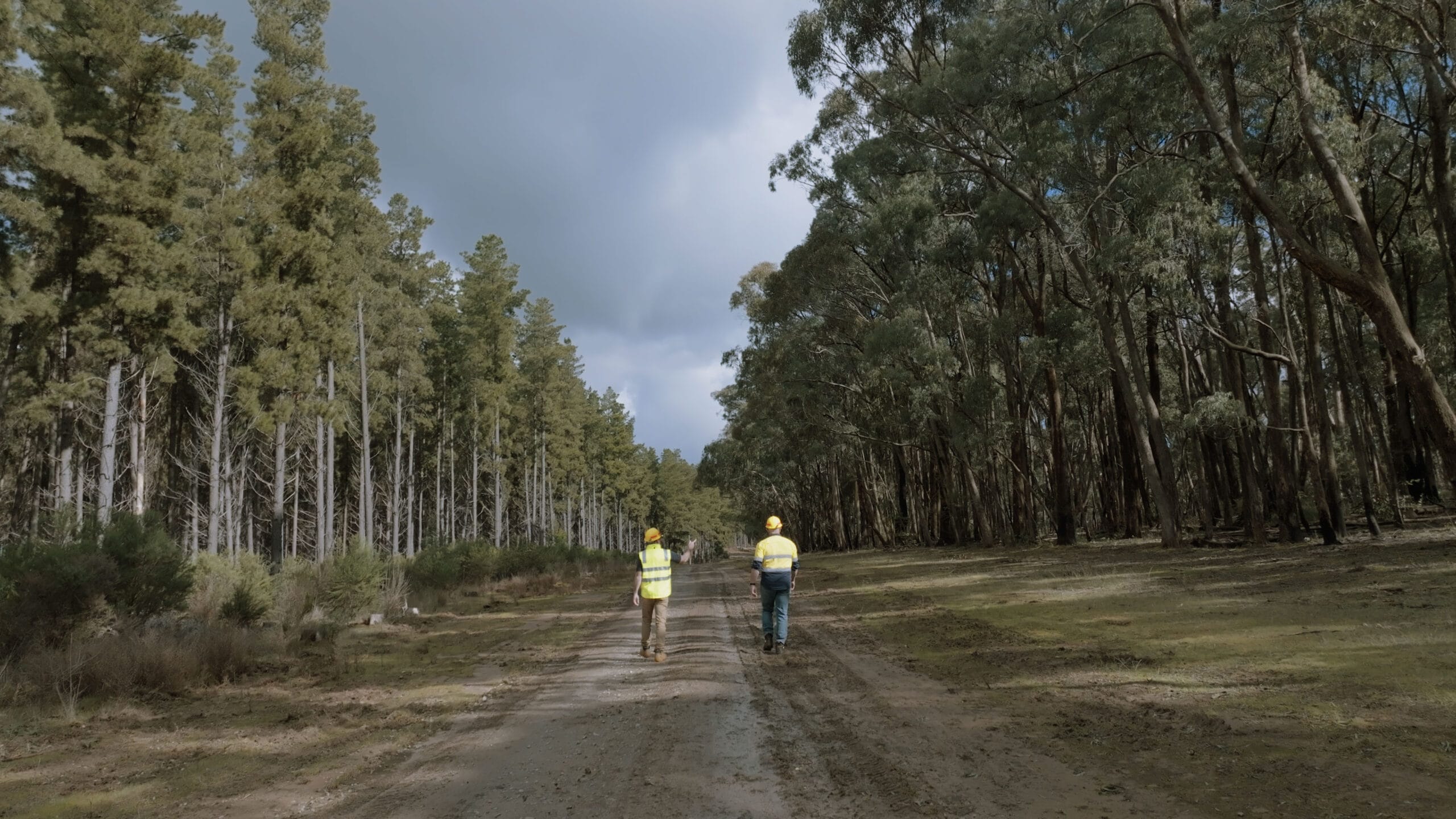 Champions of Wood - Victoria Wood