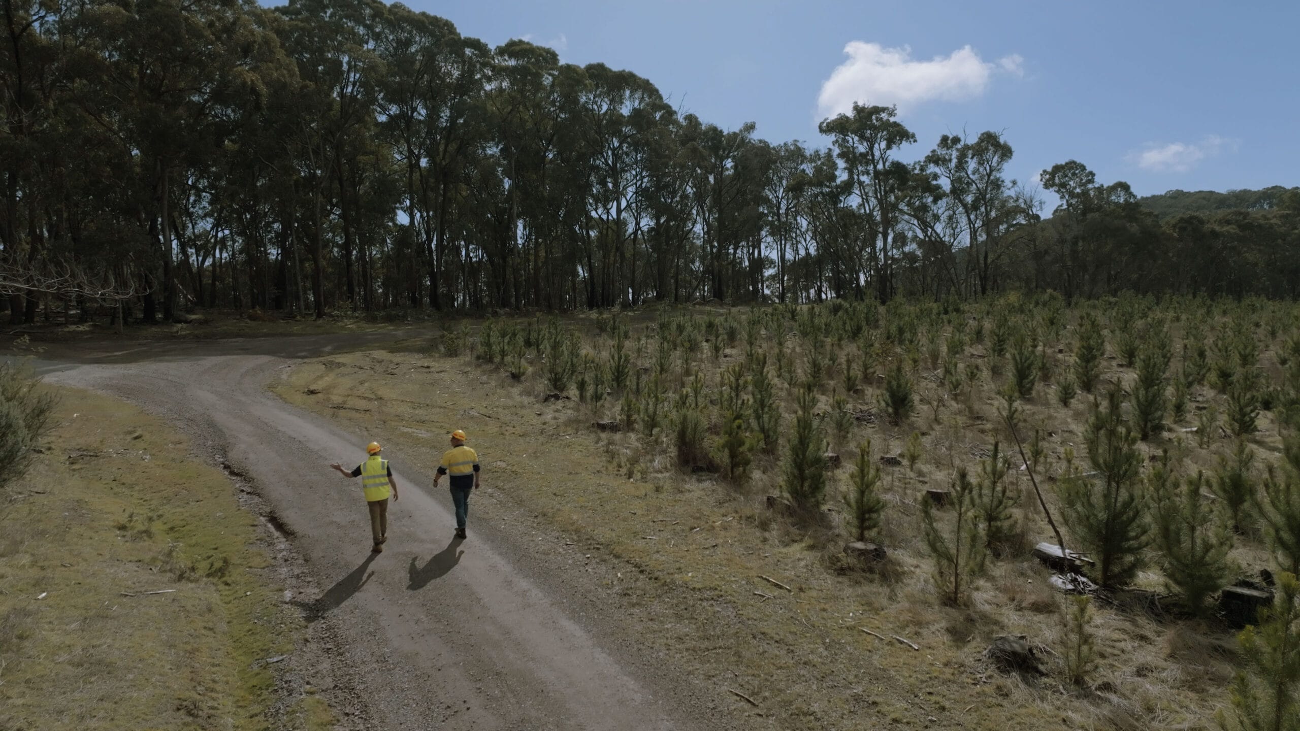 Champions of Wood - Victoria Wood