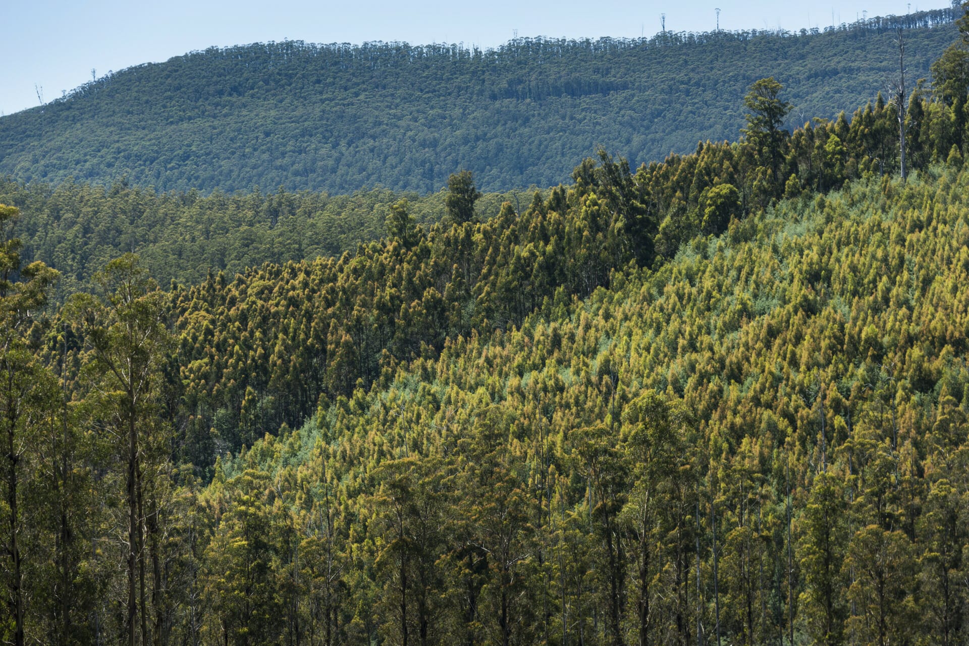 What is active forest management? - Victoria Wood