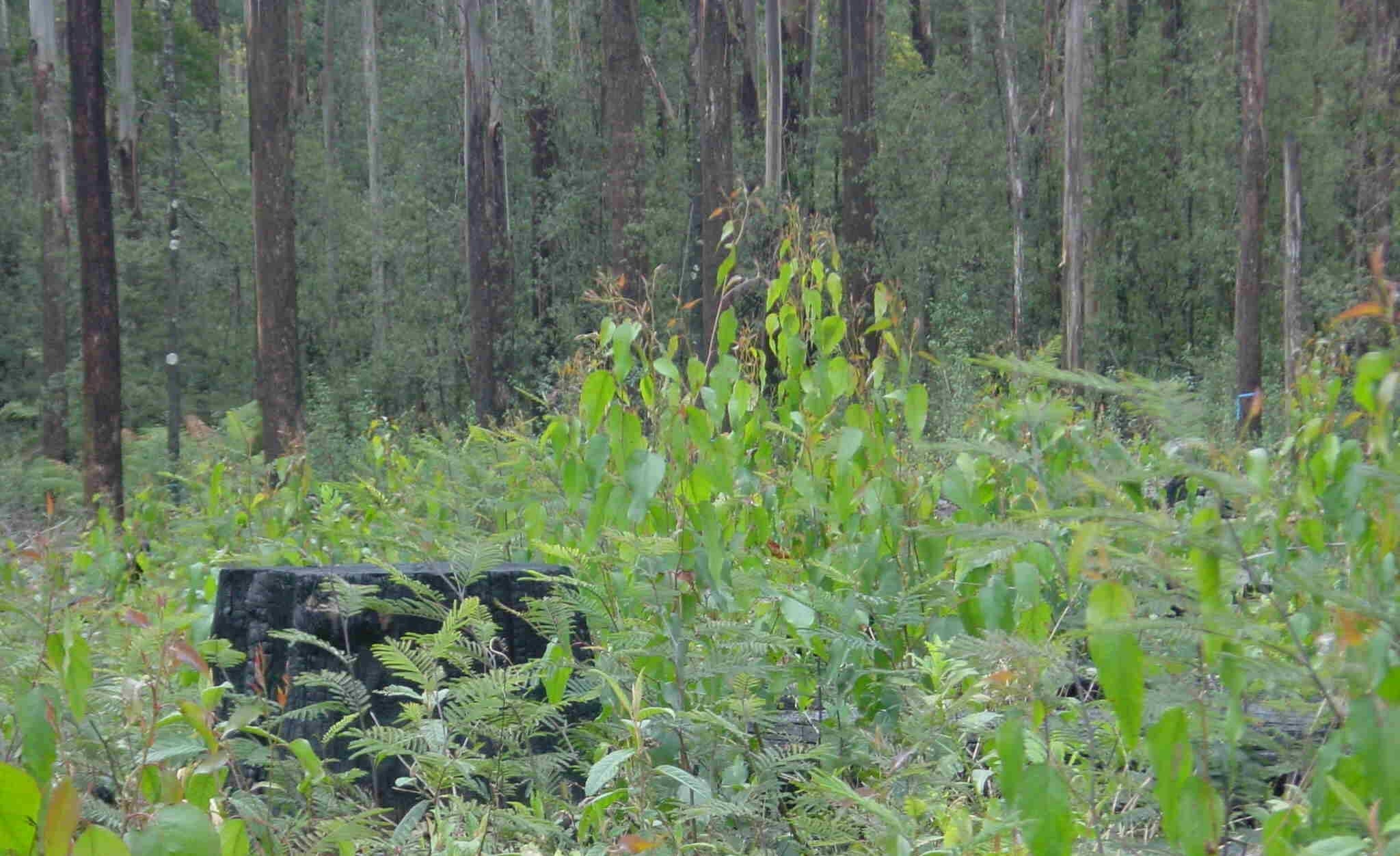 What is active forest management? - Victoria Wood